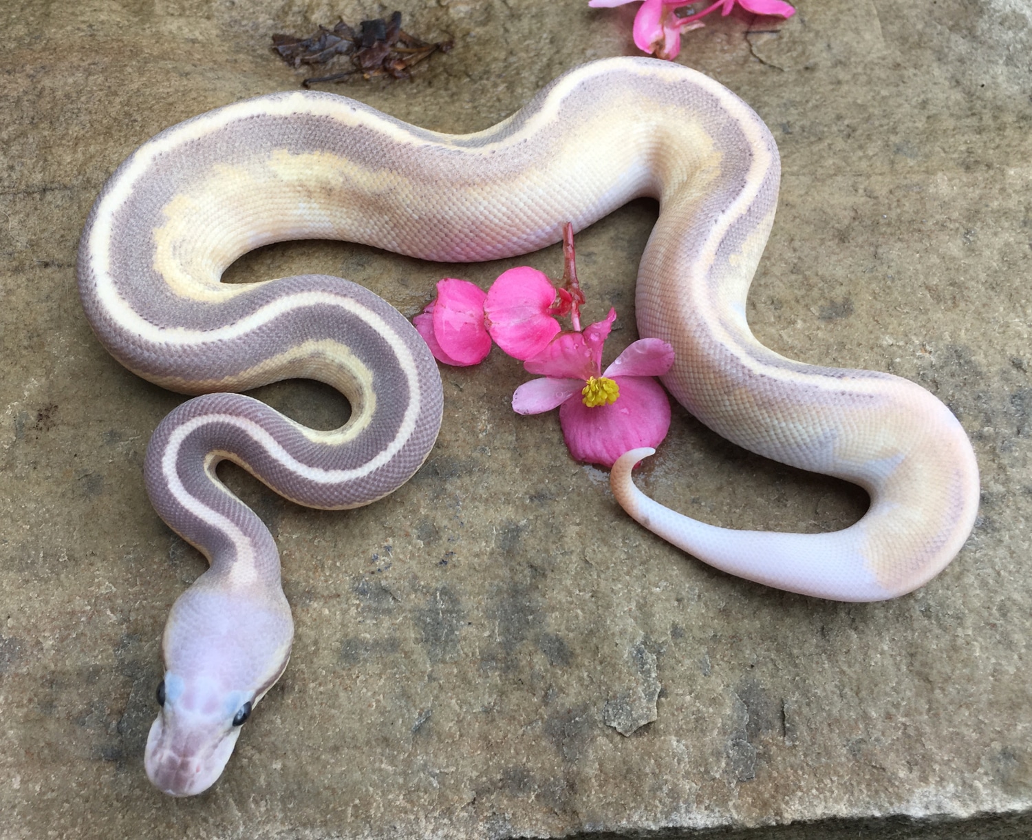Vanilla Fire Cinnamon Mojave Female (Savannah Cream) Ball Python by ...
