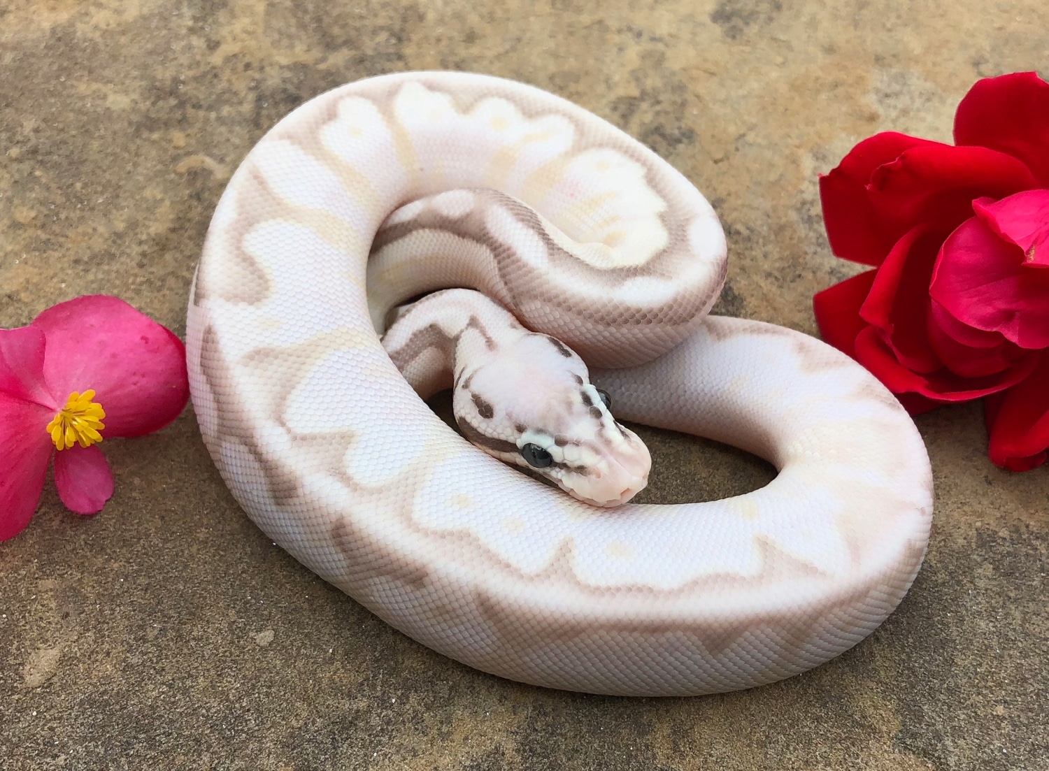 Pastel Lesser Spider Sugar Male Ball Python by Phoenix Reptiles ...