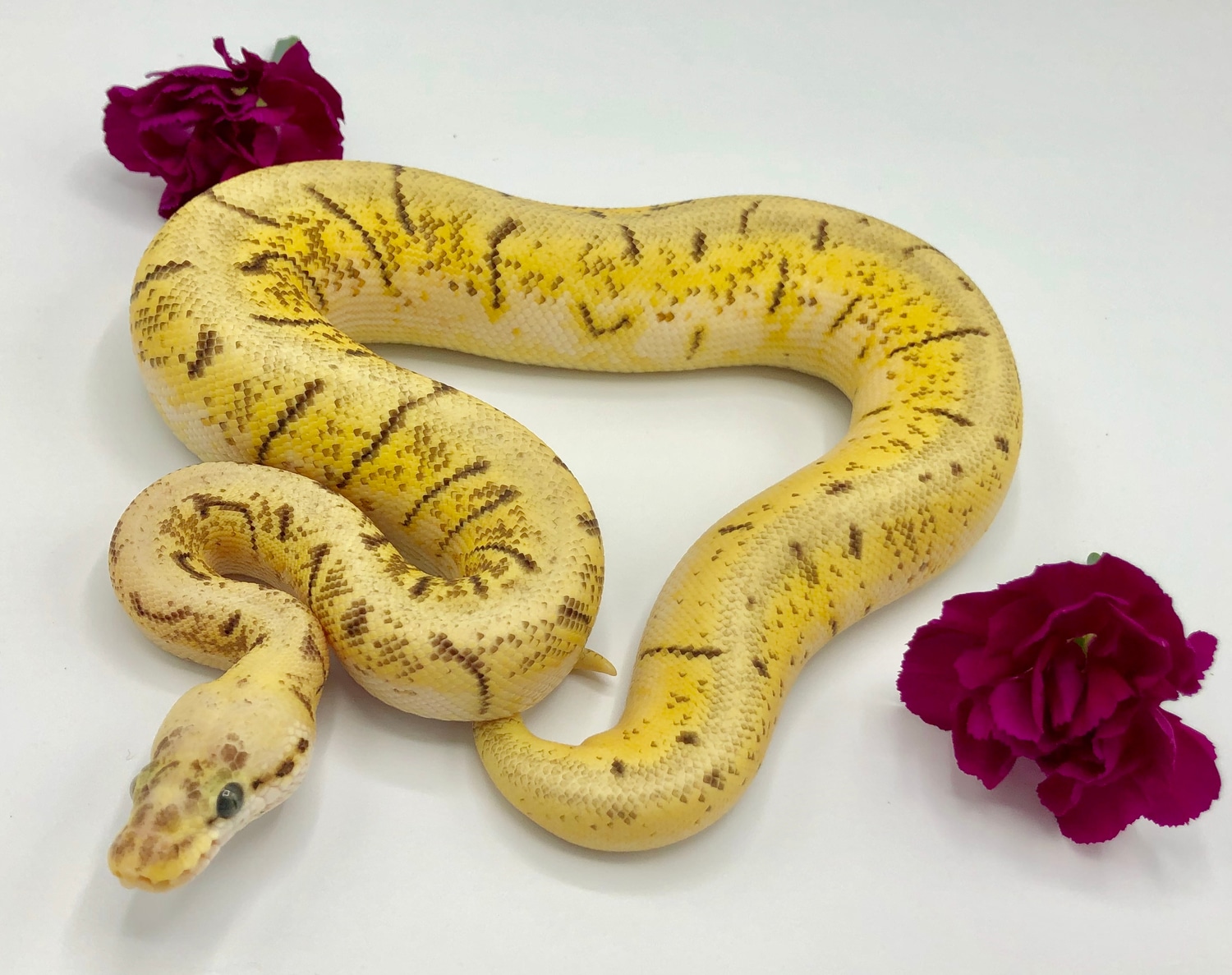 Pastel Enchi Pinstripe Spider Ball Python by Phoenix Reptiles - MorphMarket