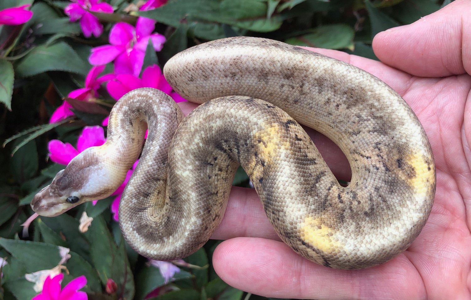 Paradox Black Pewter Pinstripe Male Ball Python by Phoenix Reptiles ...