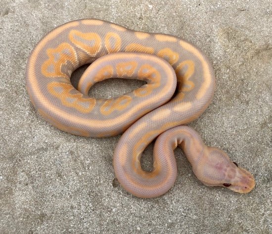 Candy Cinnamon Male Ball Python by Phoenix Reptiles