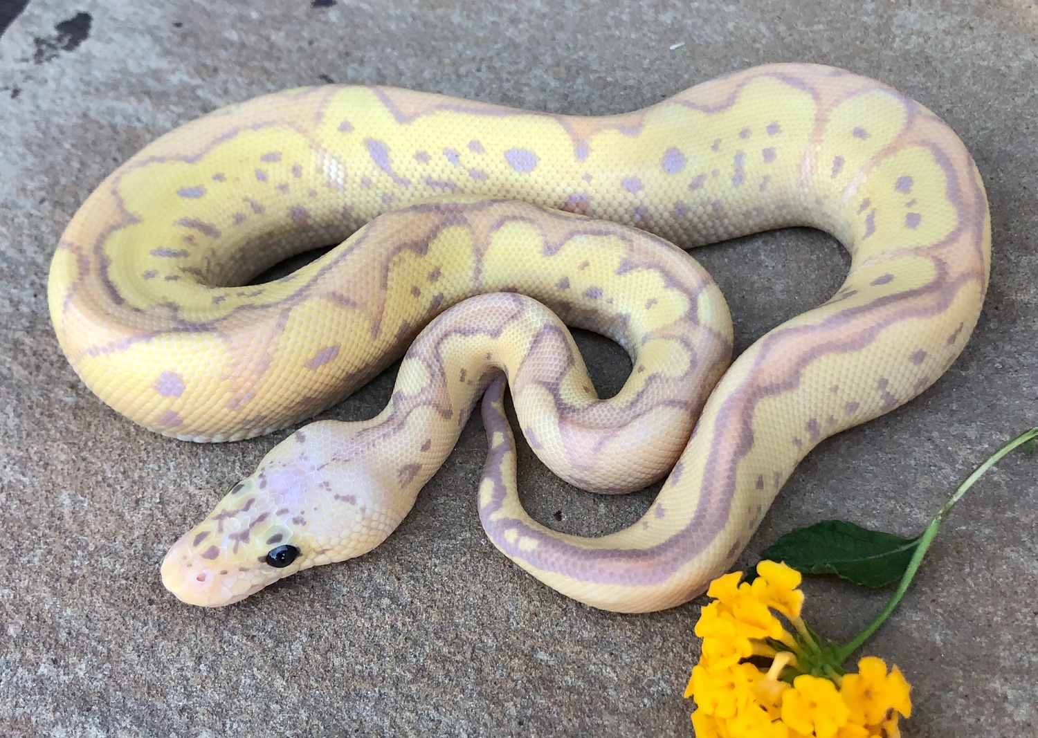 Male Pastel Banana Clown Ball Python by Phoenix Reptiles - MorphMarket