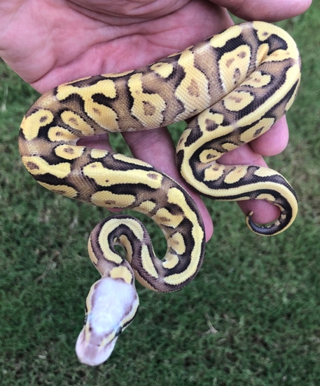 Vanilla Fire Pastel Mojave Female Ball Python by Phoenix Reptiles