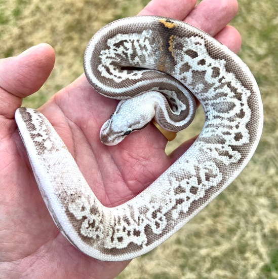 Super Vanilla Leopard Pastel Black Pastel PARADOX Female Ball Python by ...