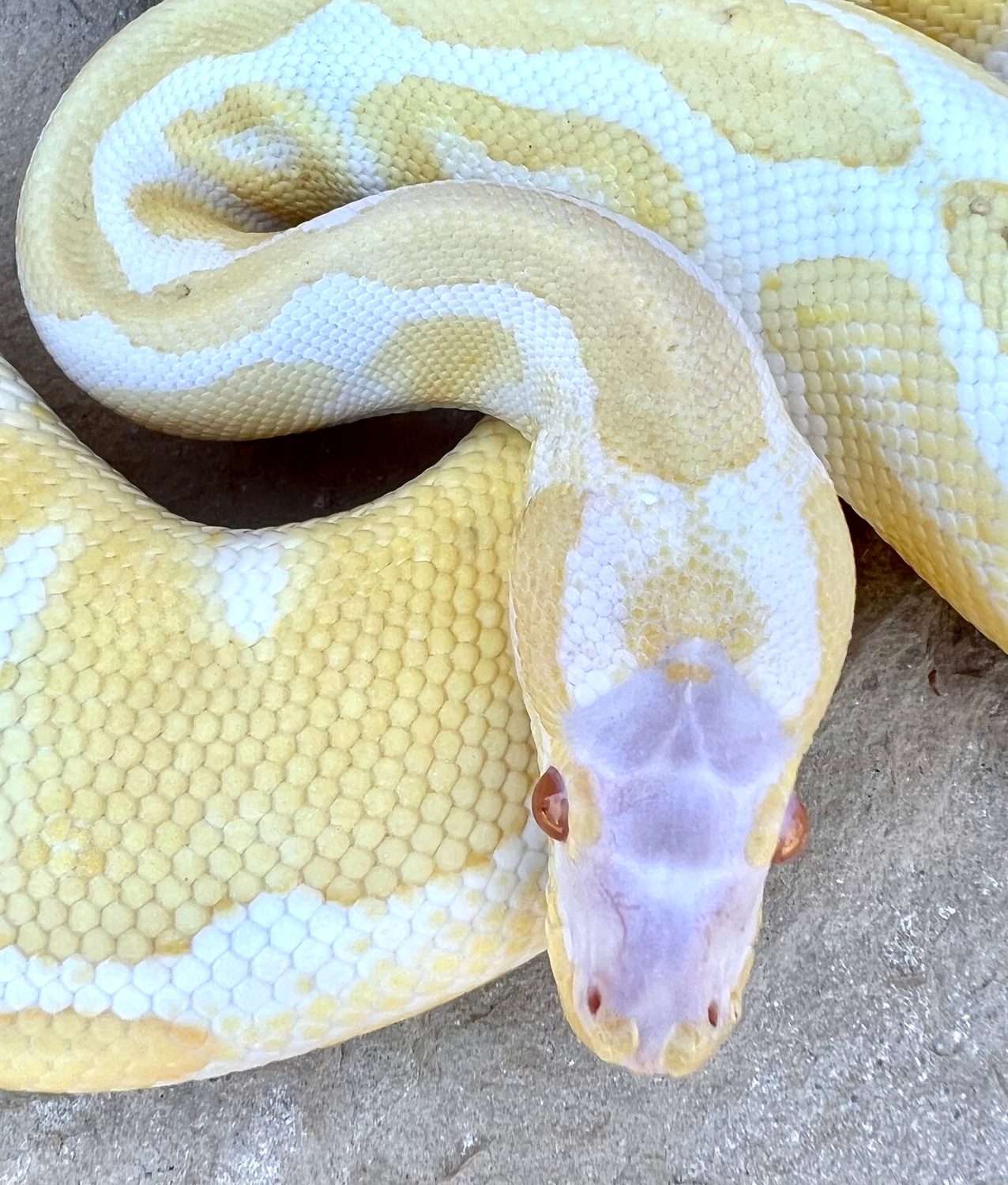 Scaleless Head Albino Female Ball Python by Phoenix Reptiles - MorphMarket