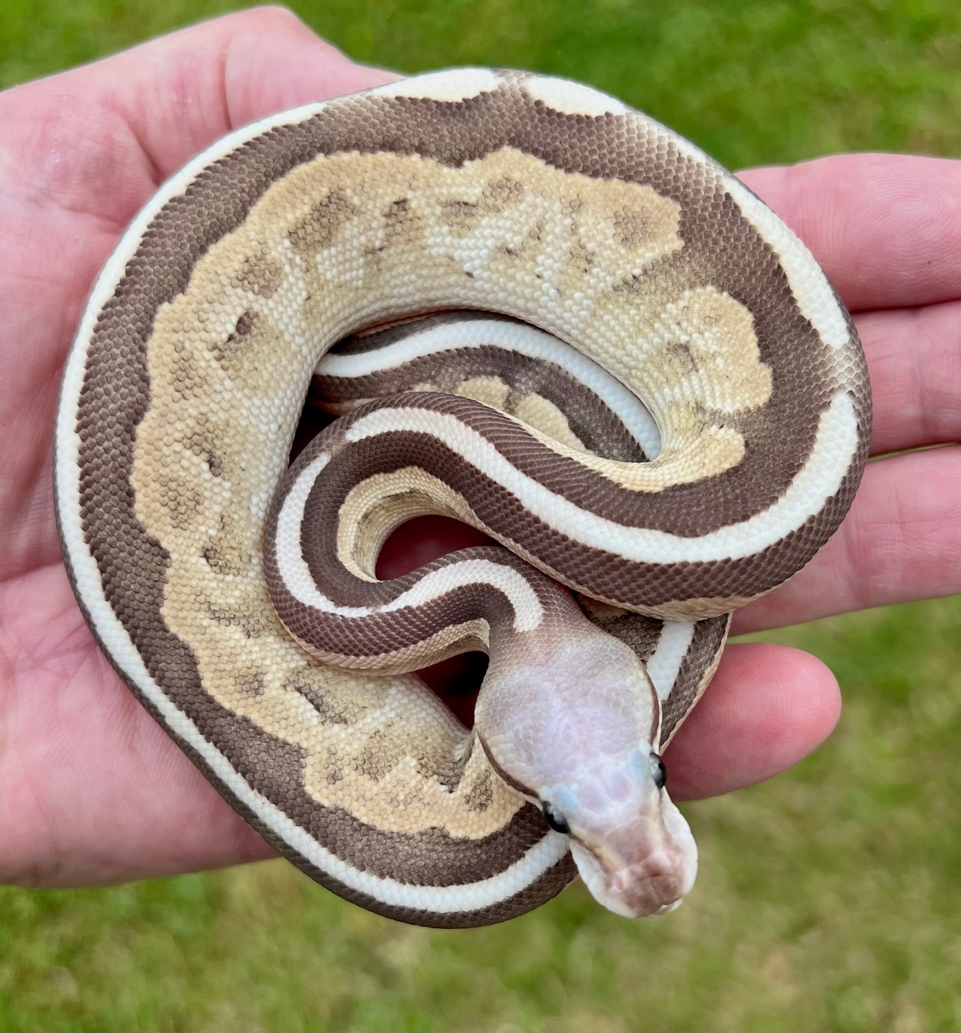 Vanilla Fire Cinnamon Female Ball Python by Phoenix Reptiles - MorphMarket