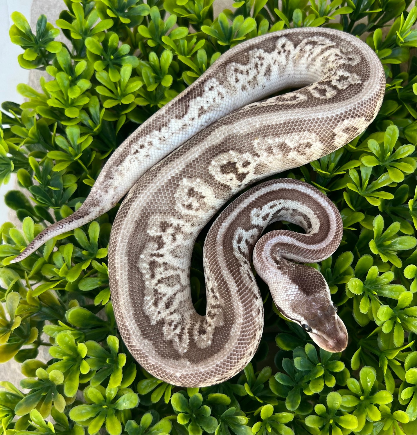 Fire Black Pewter Leopard Paradox Female Ball Python by Phoenix ...