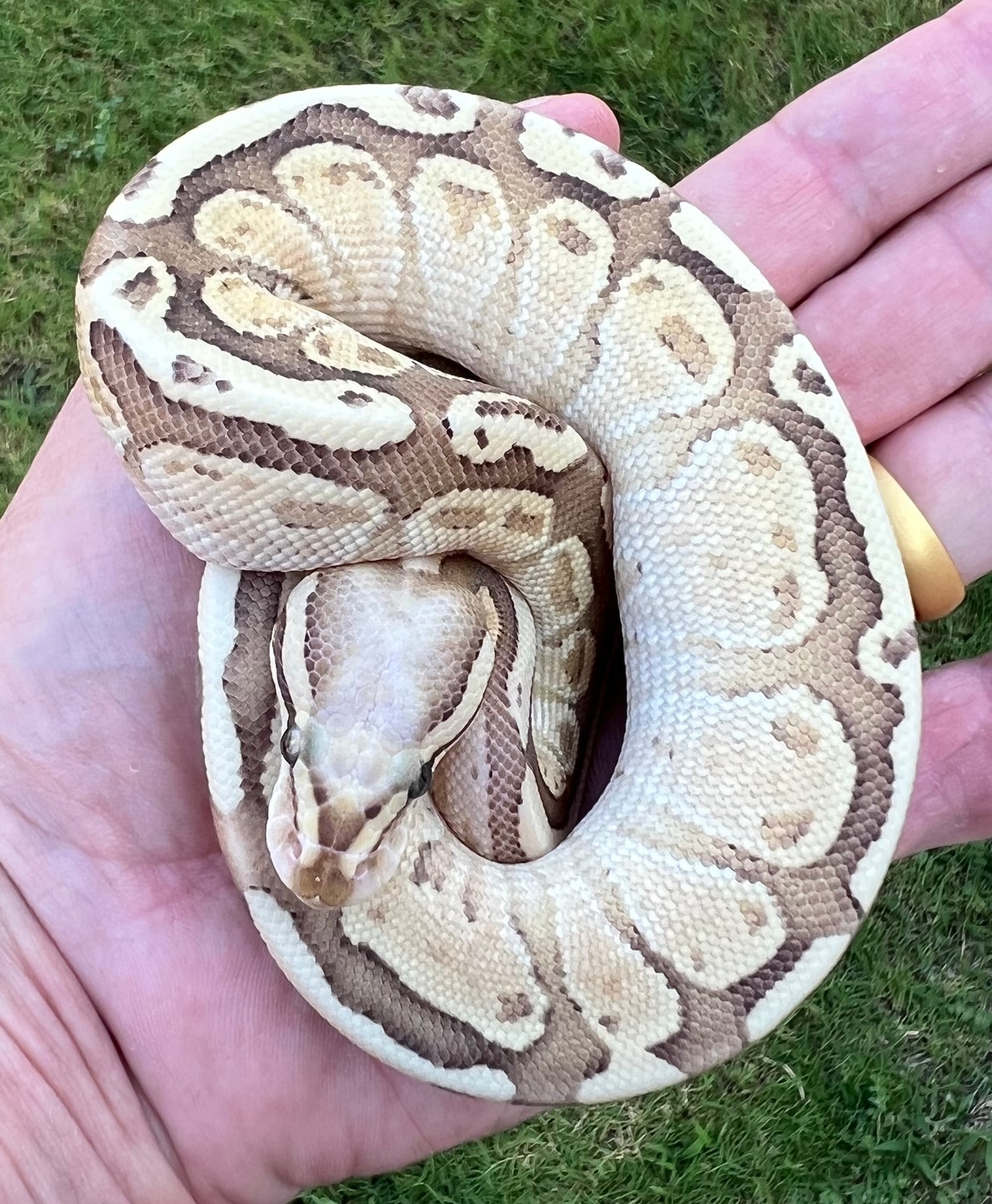 Super Vanilla Lesser Female Ball Python by Phoenix Reptiles - MorphMarket