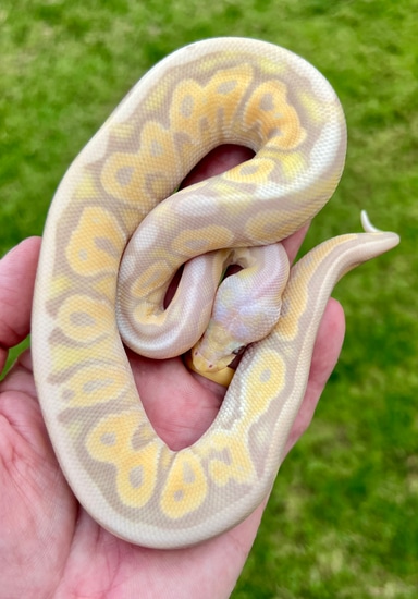 Candino Pewter Male Ball Python by Phoenix Reptiles
