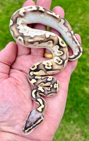 Pastel Lesser Orange Dream Sugar Male Ball Python by Phoenix Reptiles