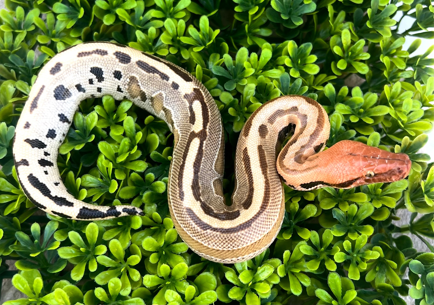 Genetic Stripe Male Borneo Short-tailed Python by Phoenix Reptiles ...