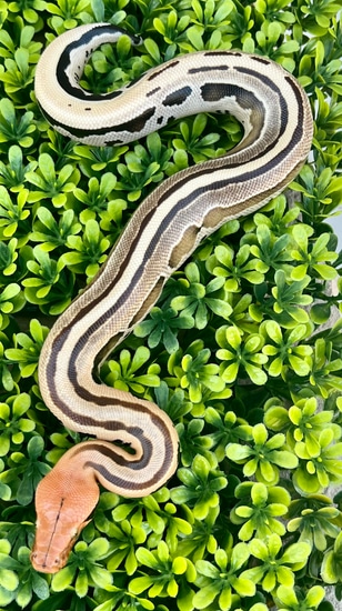 Ocelot Super Stripe Male Borneo Short-Tailed Python by Phoenix Reptiles