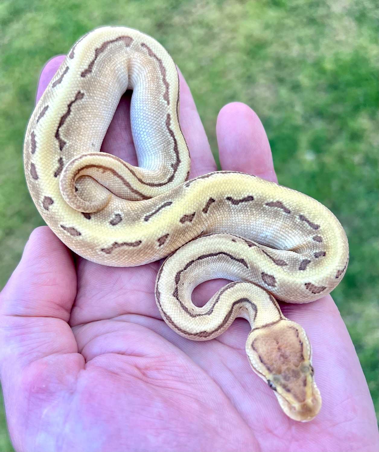 Orange Dream Lesser Pinstripe Ball Python by Phoenix Reptiles - MorphMarket