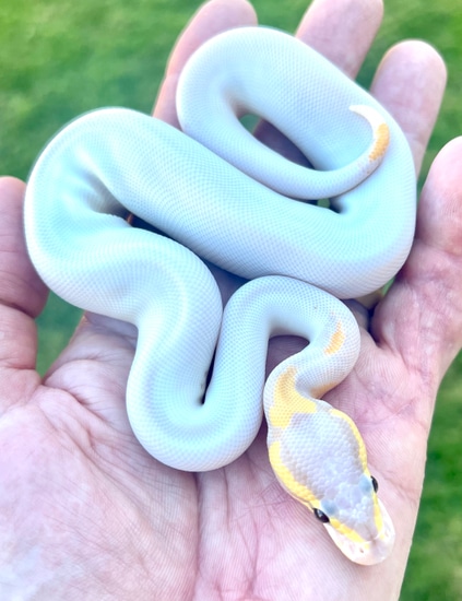 Fire Banana Pied Male Ball Python by Phoenix Reptiles