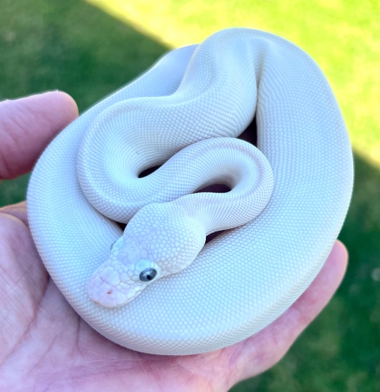Russo Lesser BEL Female Ball Python by Phoenix Reptiles