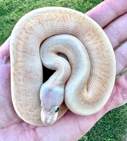 Banana Pastel Black Pastel Pinstripe Ball Python by Phoenix Reptiles