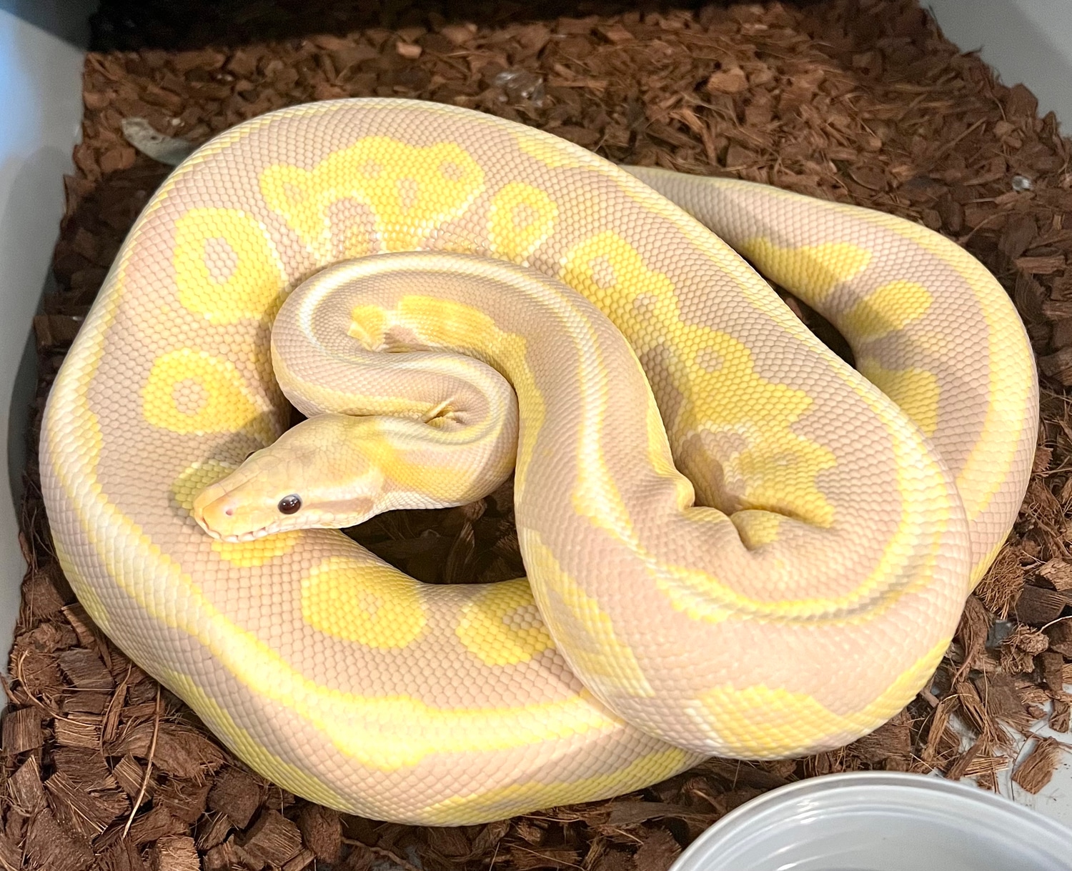 Candino Cinnamon Proven Breeder Female Ball Python by Phoenix Reptiles ...