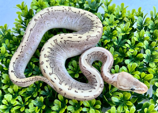 Bamboo Pastel Pinstripe Female Ball Python by Phoenix Reptiles
