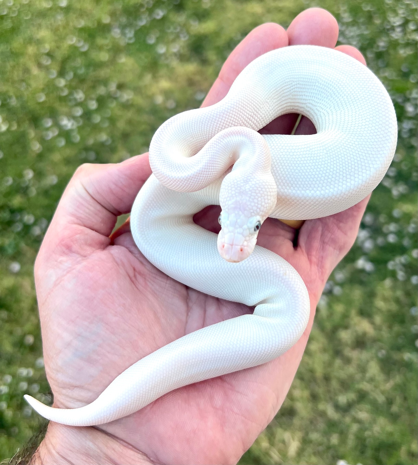 Mojave Lesser Female Ball Python by Phoenix Reptiles - MorphMarket
