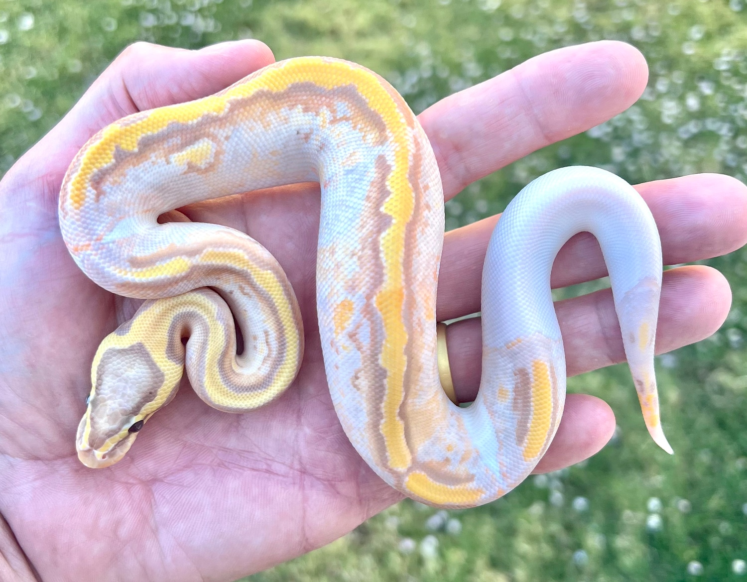 2022 Pastel Enchi Banana Pied Male Ball Python by Phoenix Reptiles ...