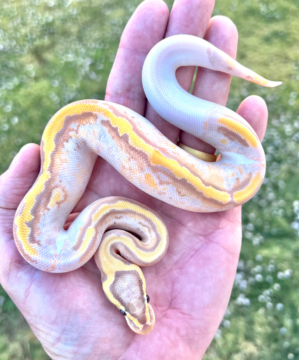 2022 Pastel Enchi Banana Pied Male Ball Python by Phoenix Reptiles ...