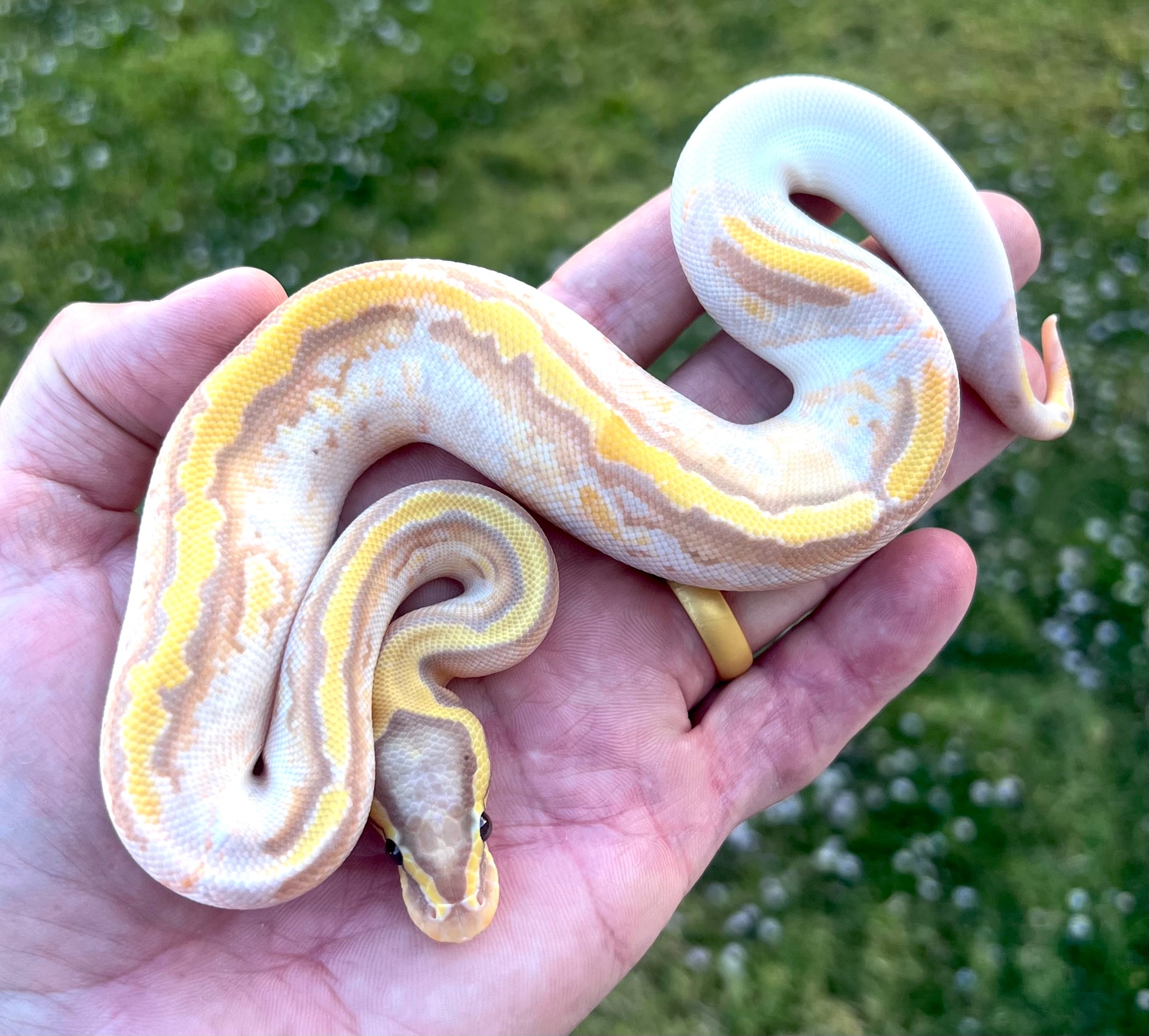 2022 Pastel Enchi Banana Pied Male Ball Python by Phoenix Reptiles ...
