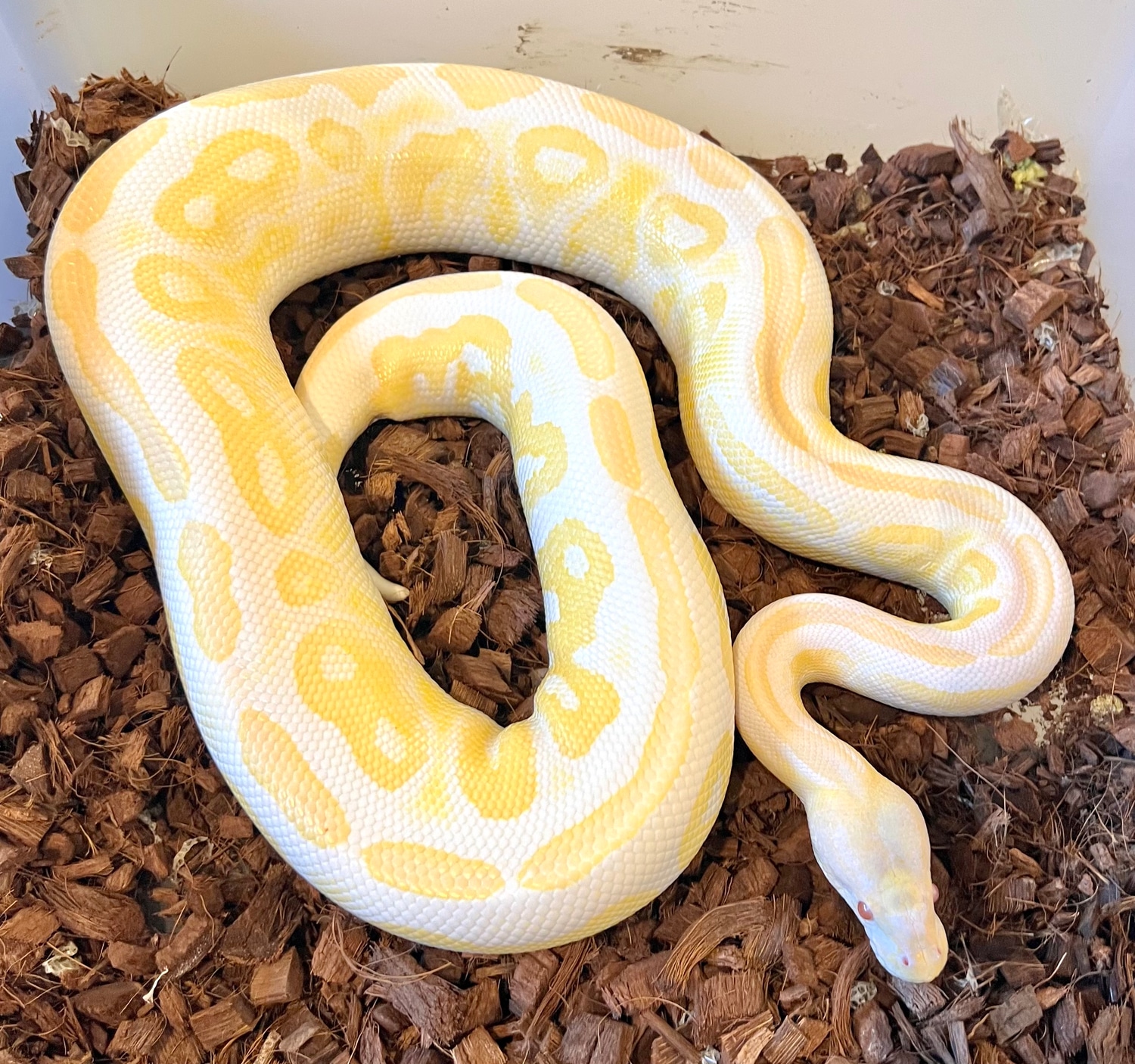 Albino Black Pastel Proven Breeder Female Ball Python by Phoenix ...