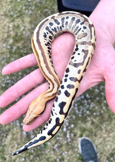 Ocelot Male Borneo Short-Tailed Python by Phoenix Reptiles