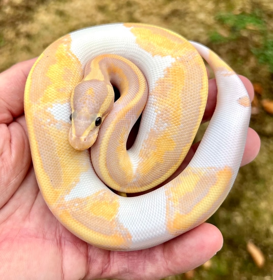 Fire Banana Pied Male Ball Python by Phoenix Reptiles