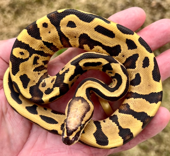 Super Vanilla Leopard Male Ball Python by Phoenix Reptiles