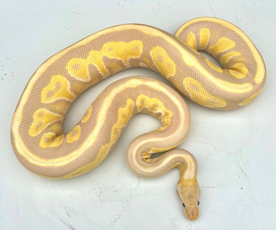 Candino Cinnamon Proven Breeder Female Ball Python by Phoenix Reptiles