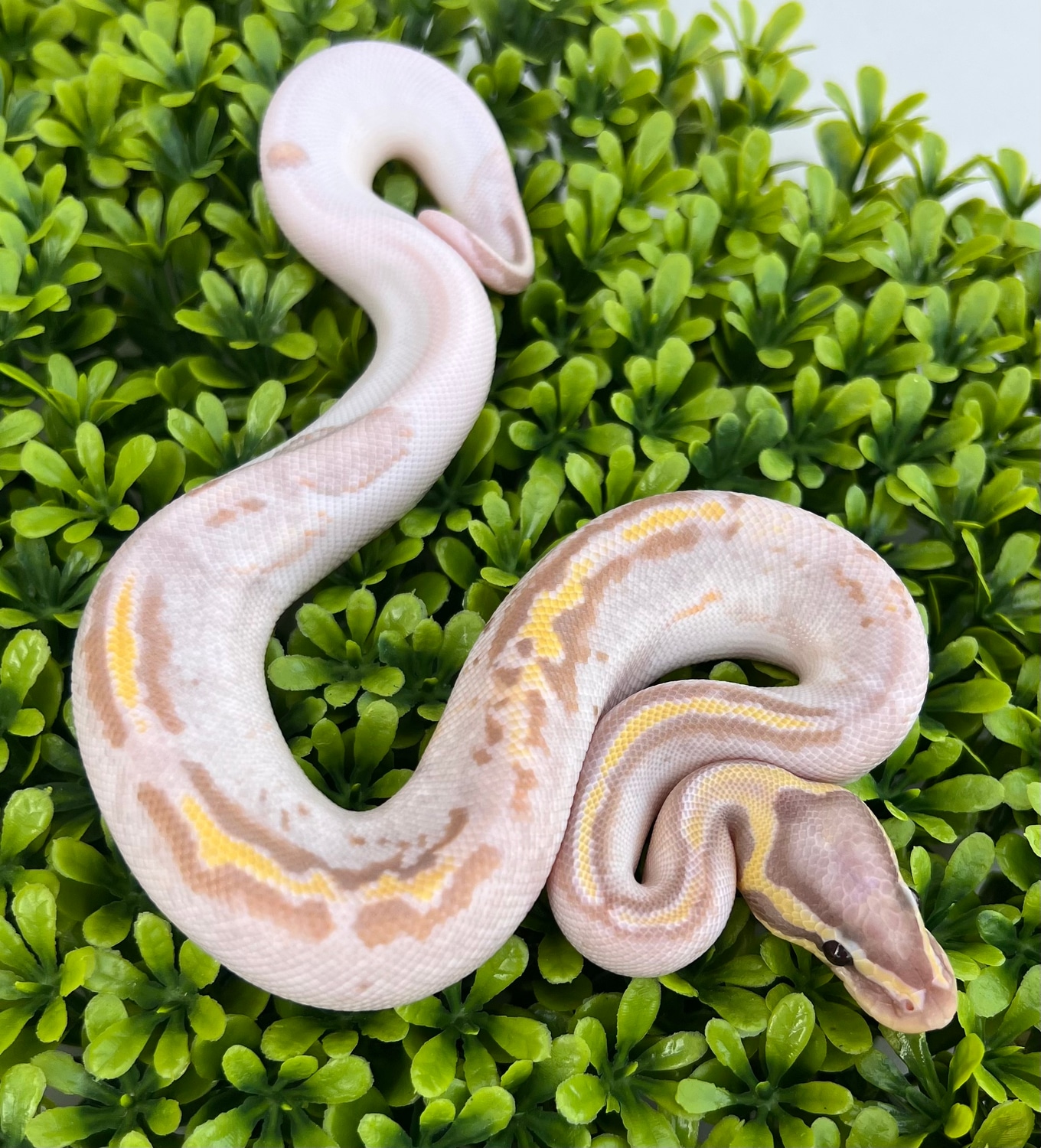 Banana Enchi Pied Male Ball Python by Phoenix Reptiles - MorphMarket