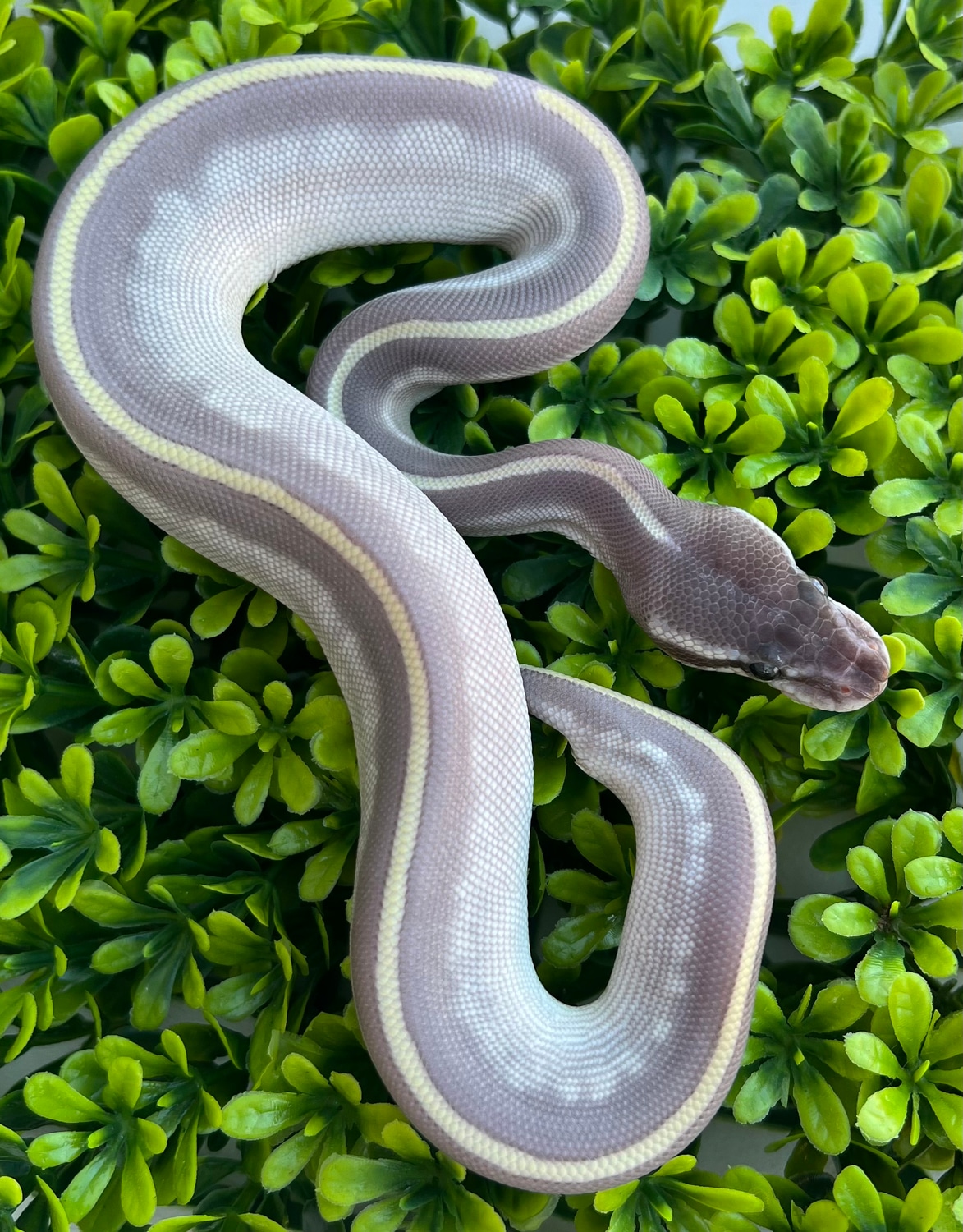 Soul Sucker Female Ball Python by Phoenix Reptiles - MorphMarket