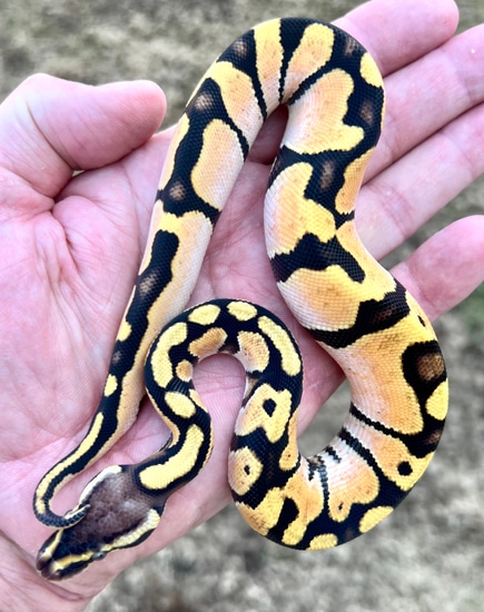 Pastel Orange Dream Sugar Ball Python by Phoenix Reptiles