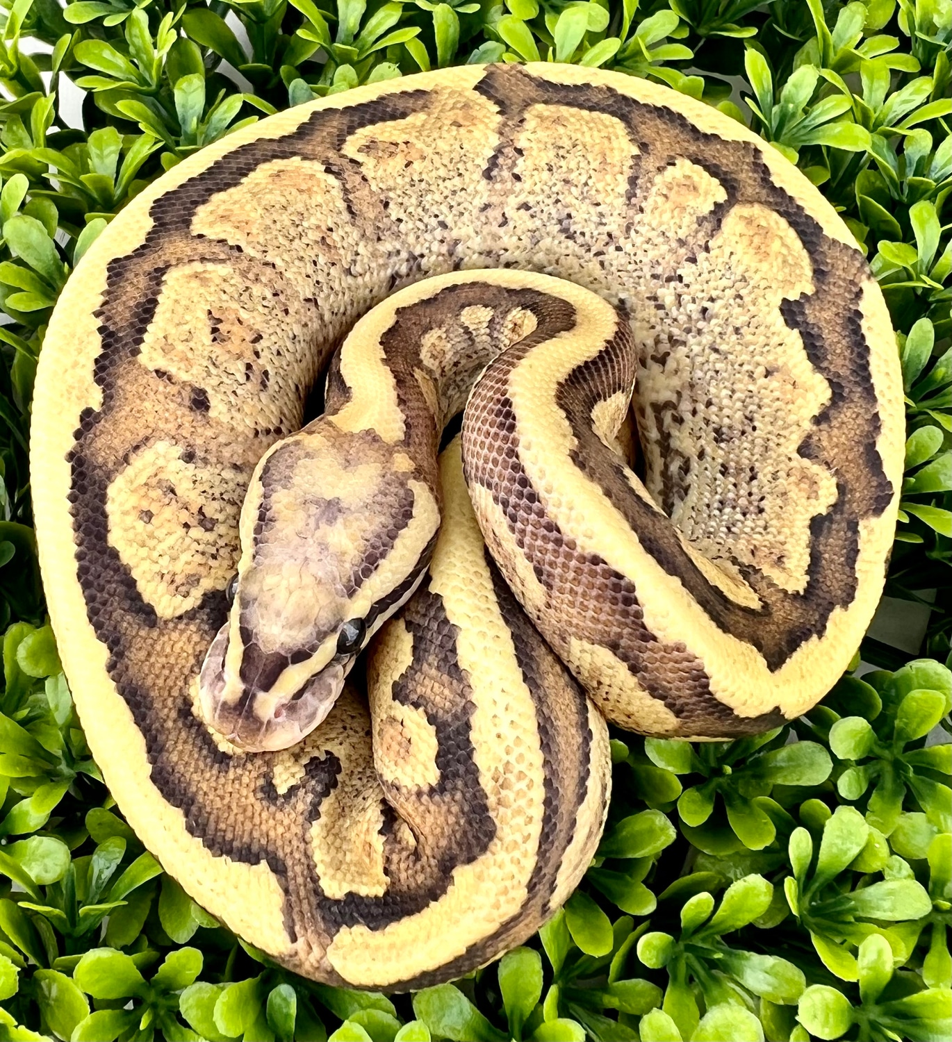 Vanilla Flame Female Ball Python by Phoenix Reptiles - MorphMarket