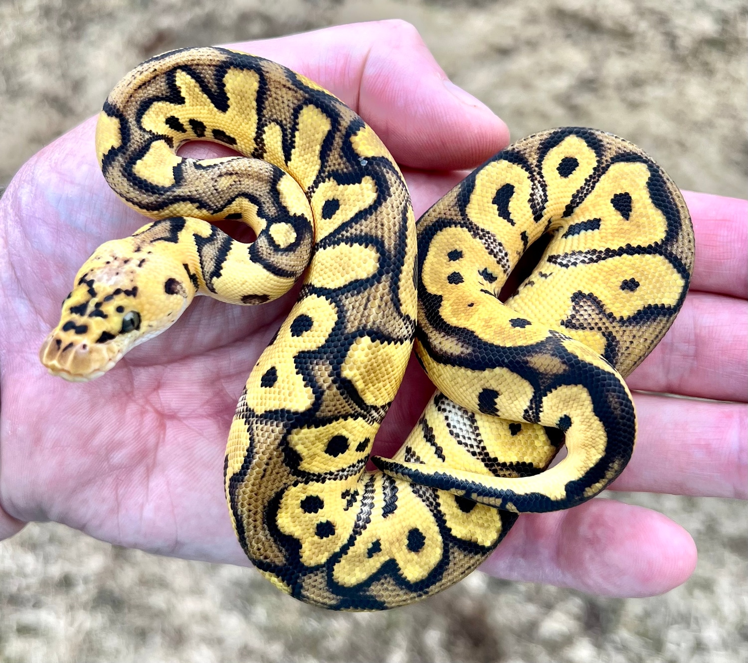 Pastel Clown Female Ball Python by Phoenix Reptiles - MorphMarket