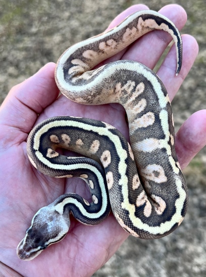 Super Pastel Sugar Ball Python by Phoenix Reptiles