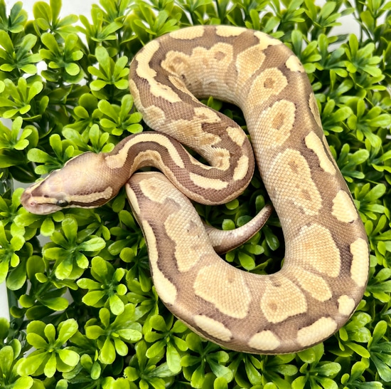 Super Vanilla Lesser Female Ball Python by Phoenix Reptiles