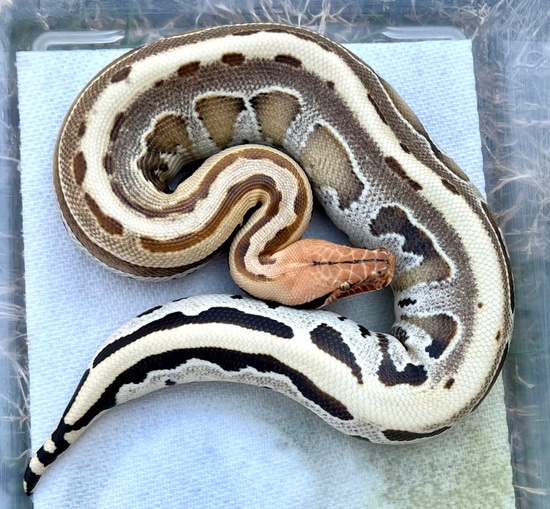 2022 Ocelot Borneo Short Tail Python Female Borneo Short-Tailed Python ...