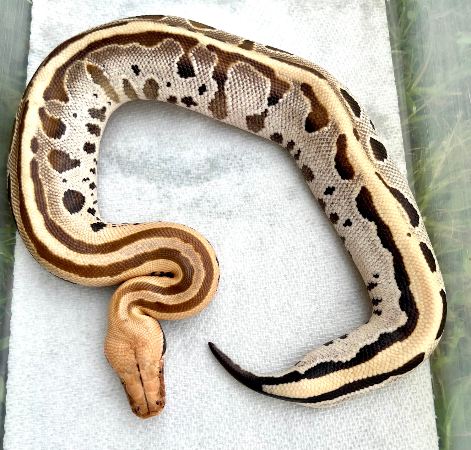 Ocelot Female Borneo Short-tailed Python by Phoenix Reptiles - MorphMarket