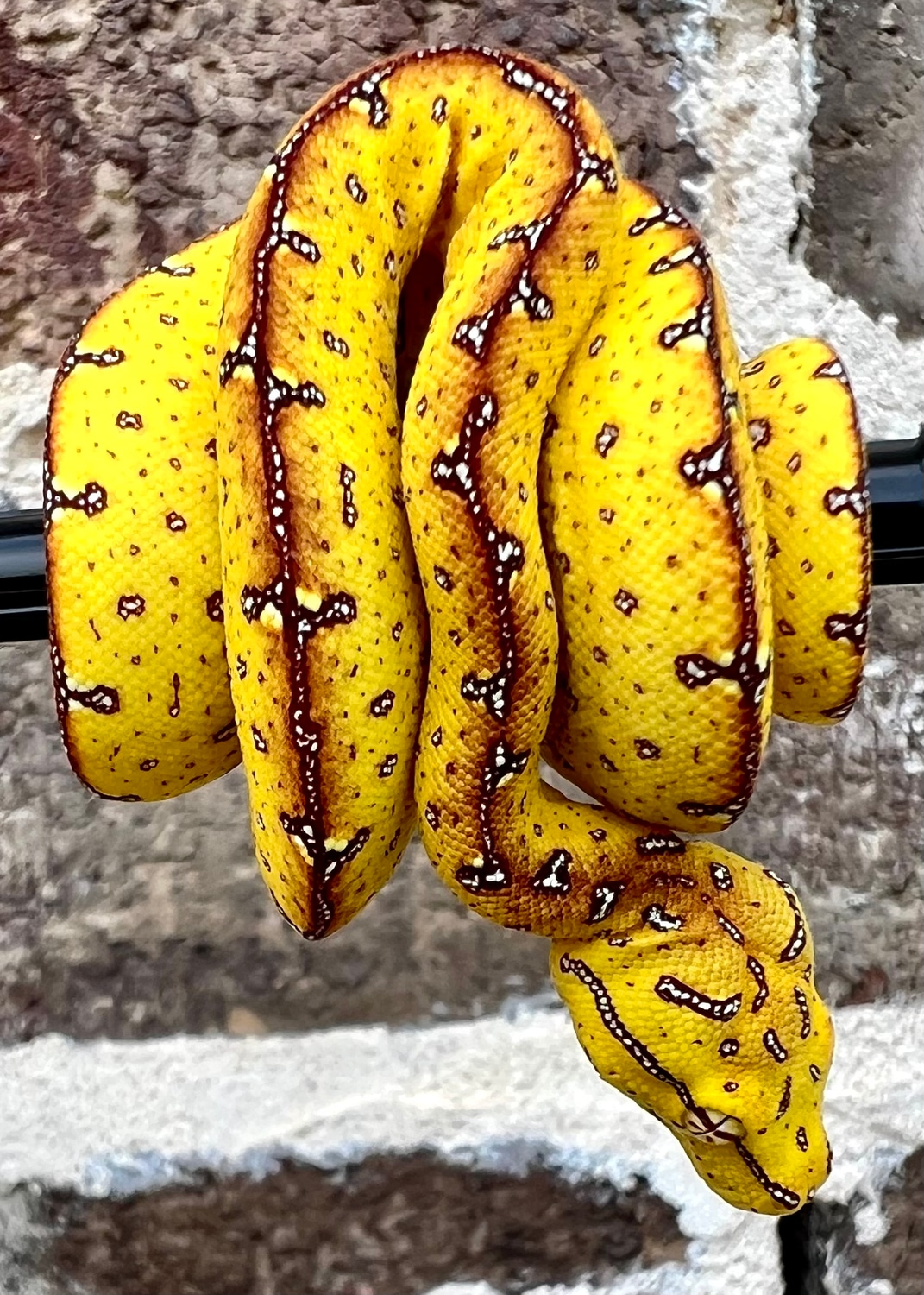 Blaze Yellow Neonate Green Tree Python by Phoenix Reptiles - MorphMarket