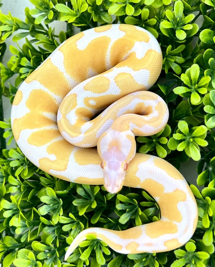 Scaleless Head Albino Male Ball Python by Phoenix Reptiles