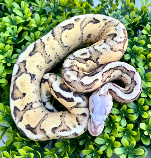 Vanilla Fire Super Pastel Ball Python by Phoenix Reptiles