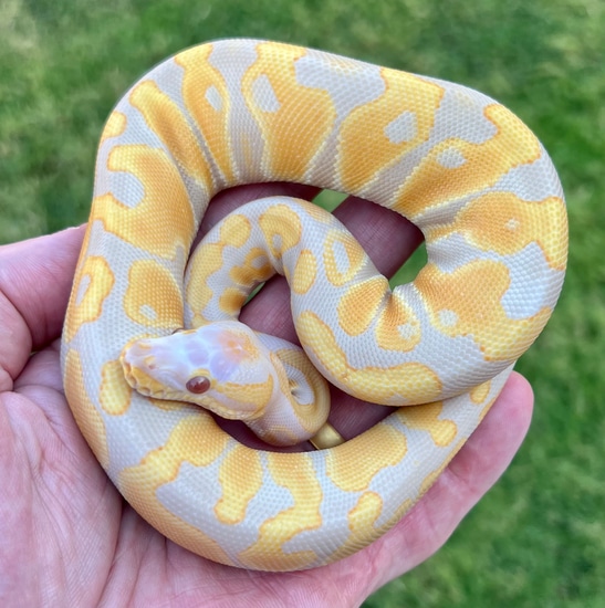 Scaleless Head Candino Male Ball Python by Phoenix Reptiles