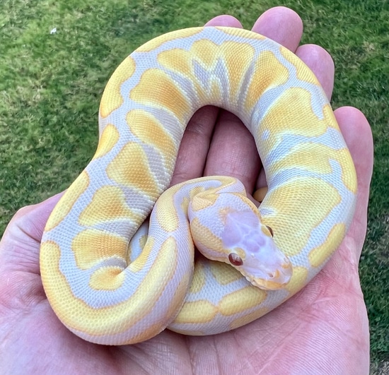 Scaleless Head Candino Female Ball Python by Phoenix Reptiles