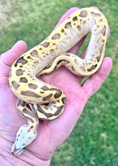 Vanilla Fire Pastel Leopard Ball Python by Phoenix Reptiles
