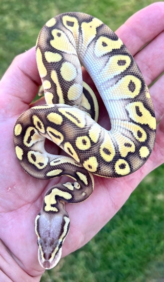Pastel Lesser Orange Dream Ball Python by Phoenix Reptiles