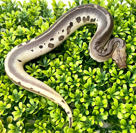 Extreme Sideswipe Borneo STP Female Borneo Short-Tailed Python by ...