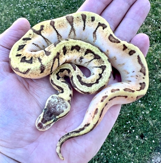 Pastel Enchi Pinstripe Sugar Female Ball Python by Phoenix Reptiles