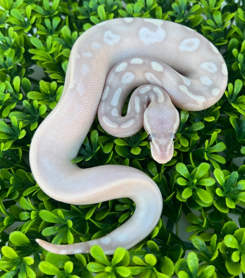 Super Banana Pastel Mojave Sugar Ball Python by Phoenix Reptiles
